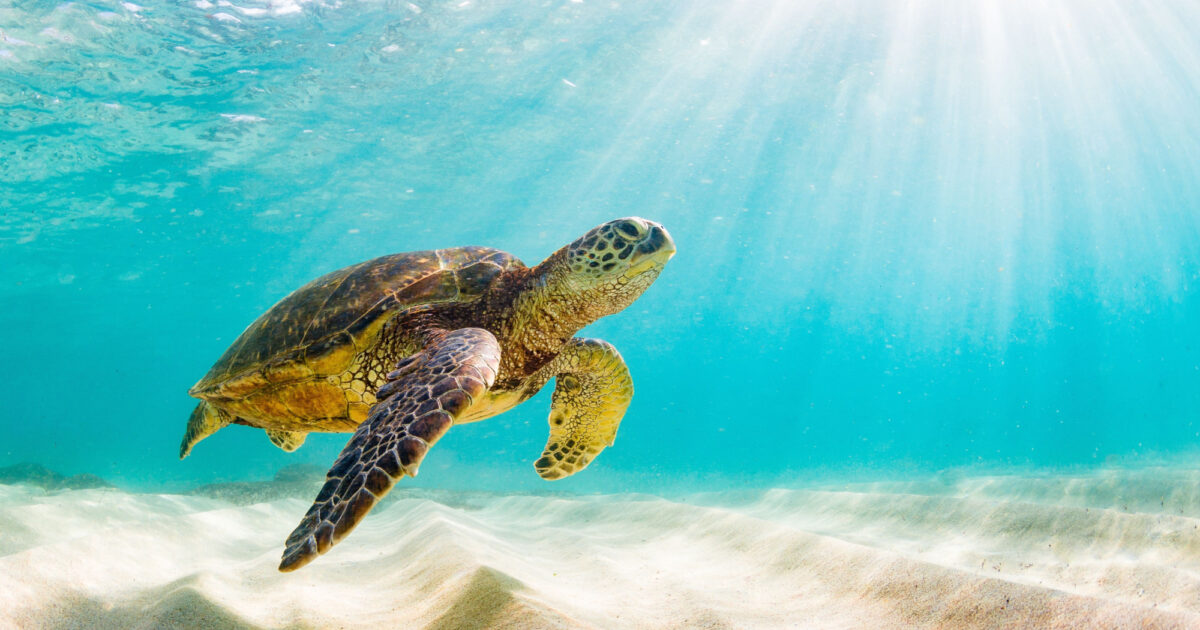 Skalar | SAN++® seawater analyzer